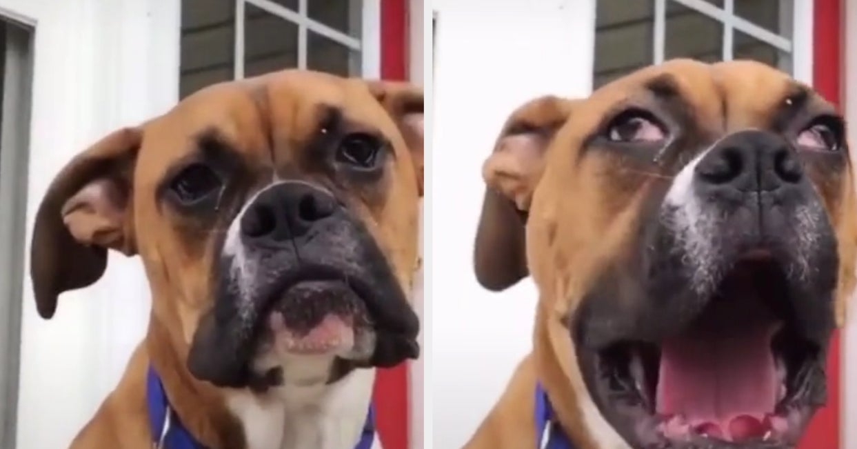 Dogs That Are Hilariously Weird