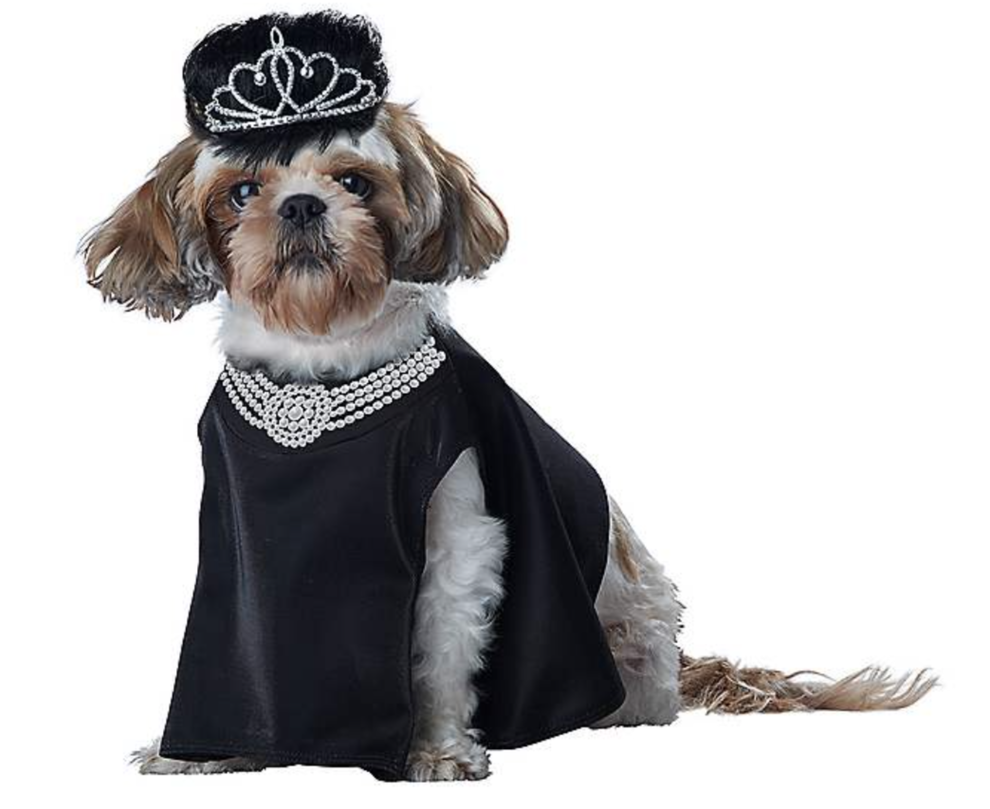 Costumes That'll Help Your Pet Win Halloween