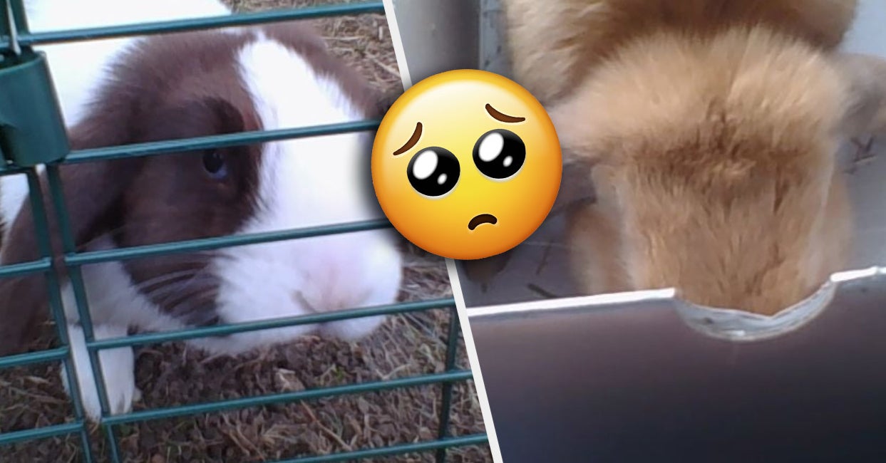 Be A Rabbit For A Day To See Which Rabbit You Are