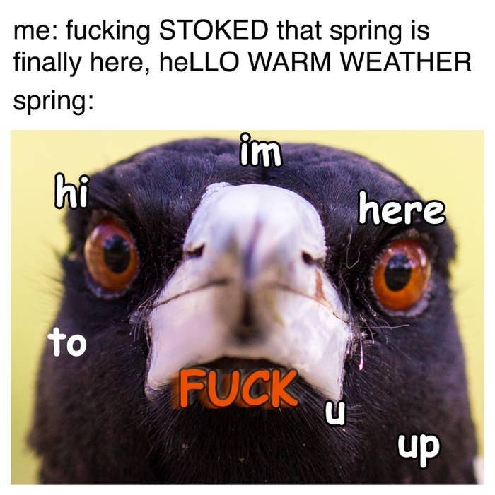 Magpie Swooping In 2020 Will Be Worse Than Ever