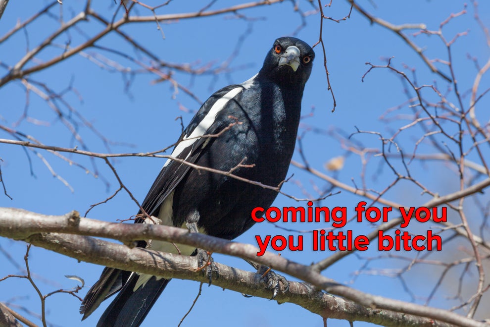 Magpie Swooping In 2020 Will Be Worse Than Ever