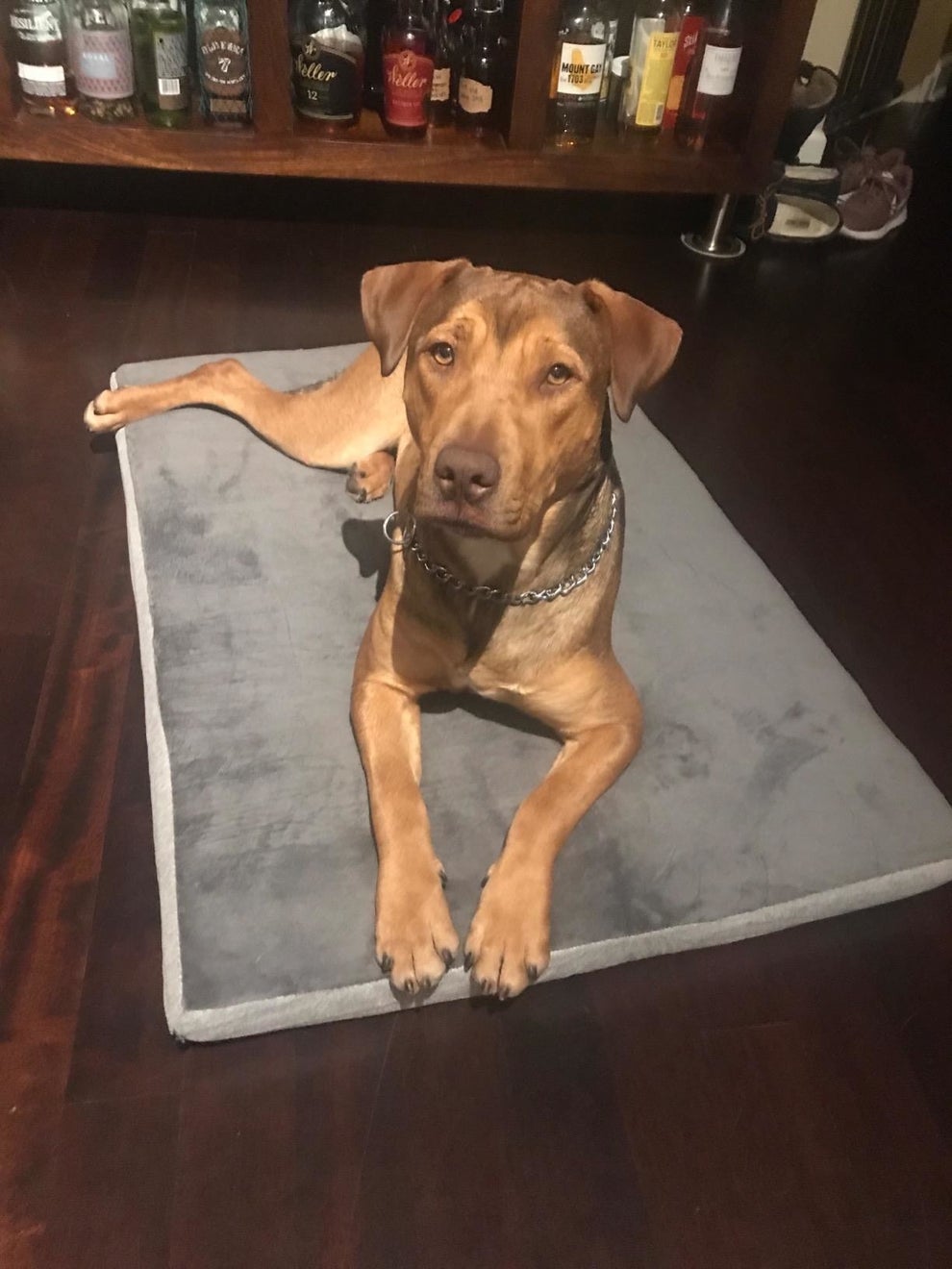 20 Pet Products From Amazon For Pit Bull Owners