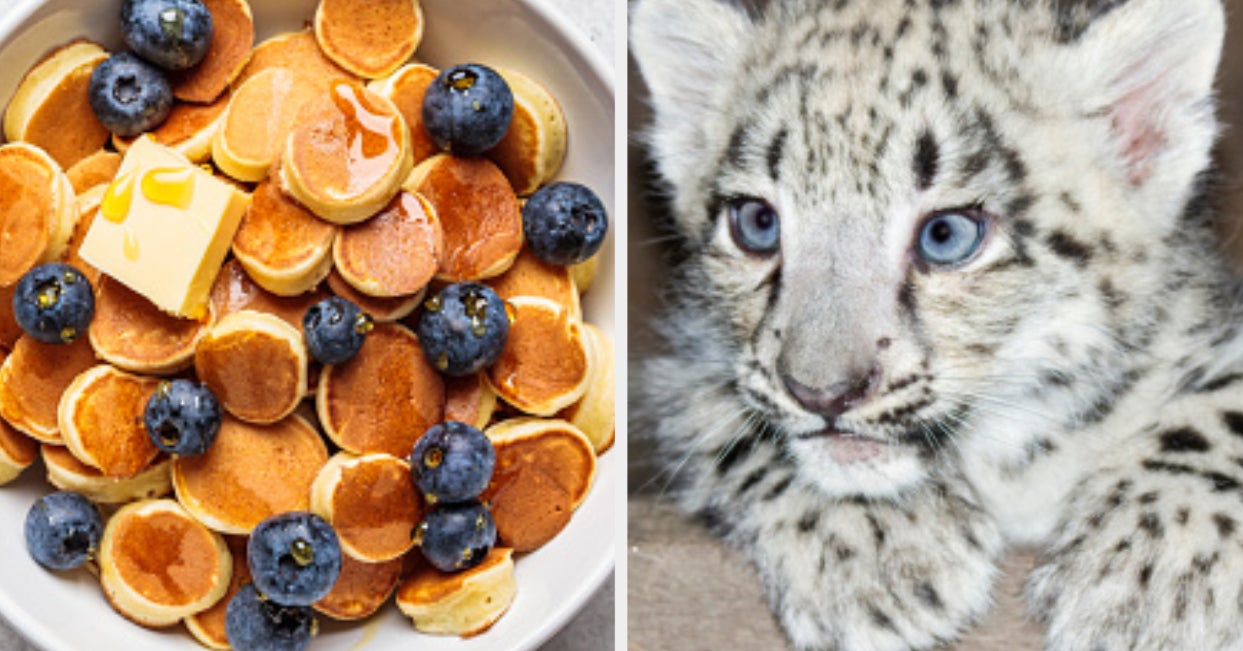 What Animal Are You Most Like?