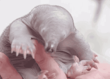 newborn echidna