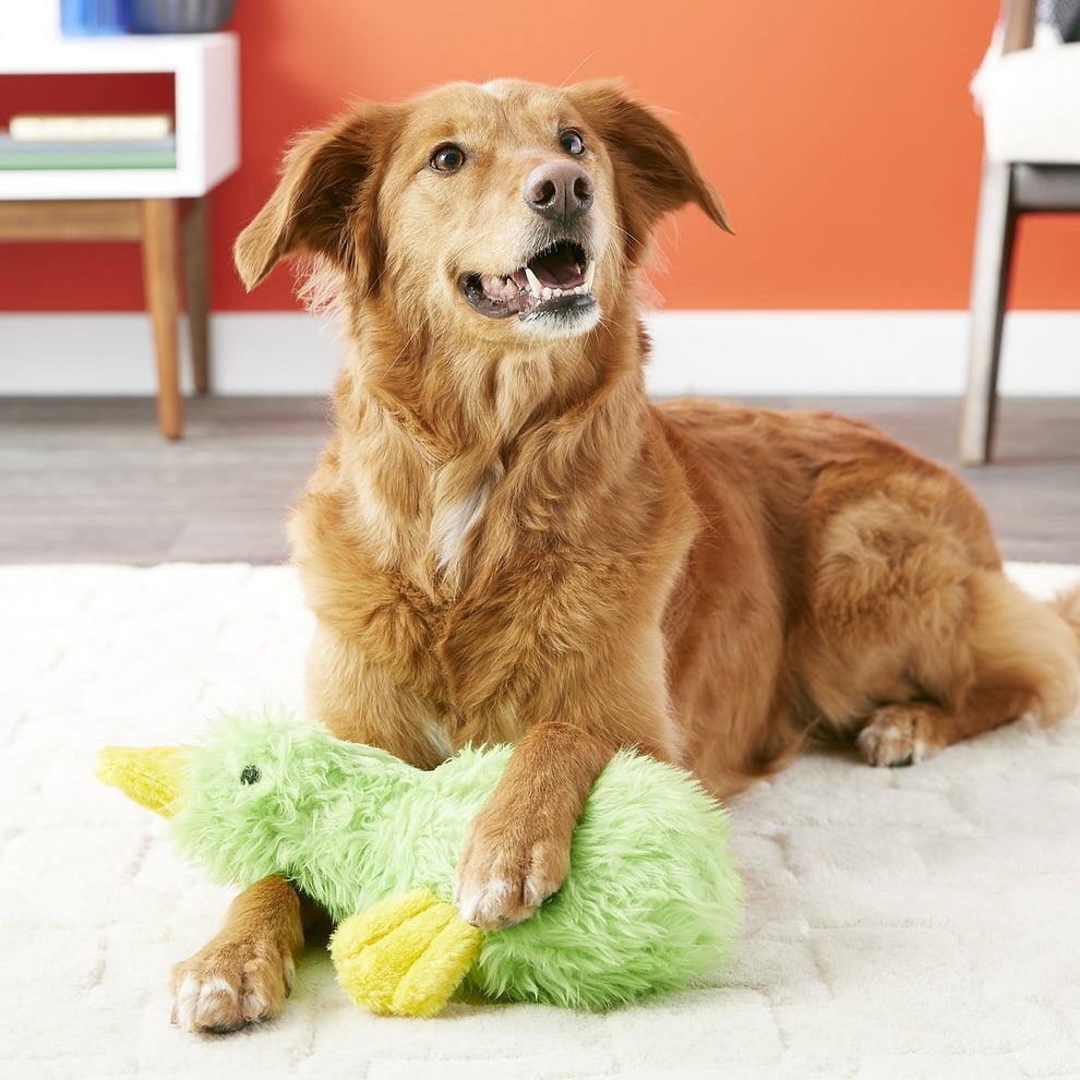 22 Chewy Dog Supplies That Every Pet Owner Needs