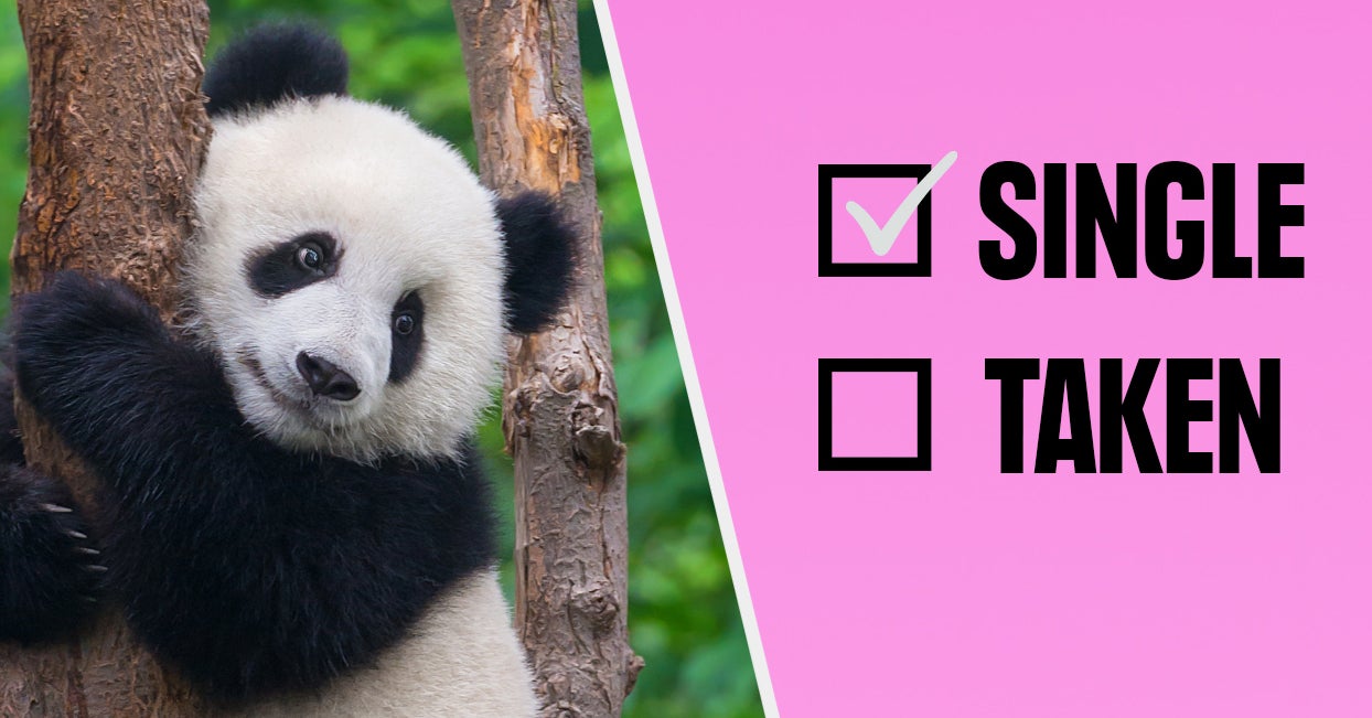 Pick Cute Animals And We'll Guess If You're Single