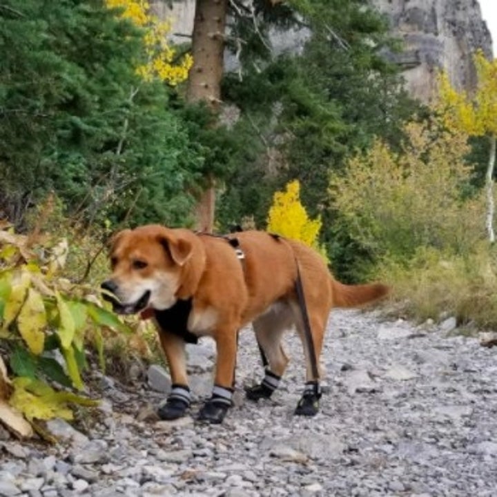 Pet Products To Fix Annoying Problems