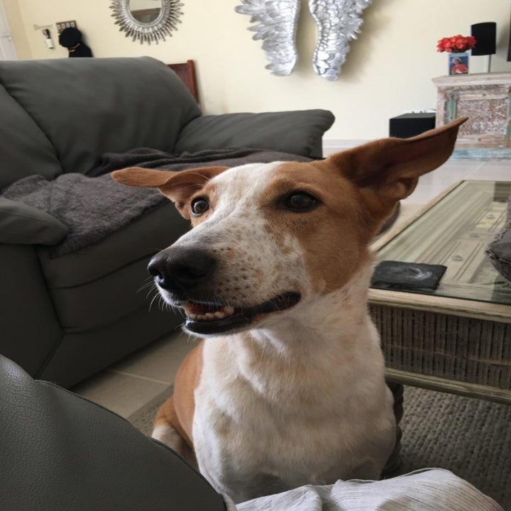 29 Problem-Solving Amazon Products For Dog Owners