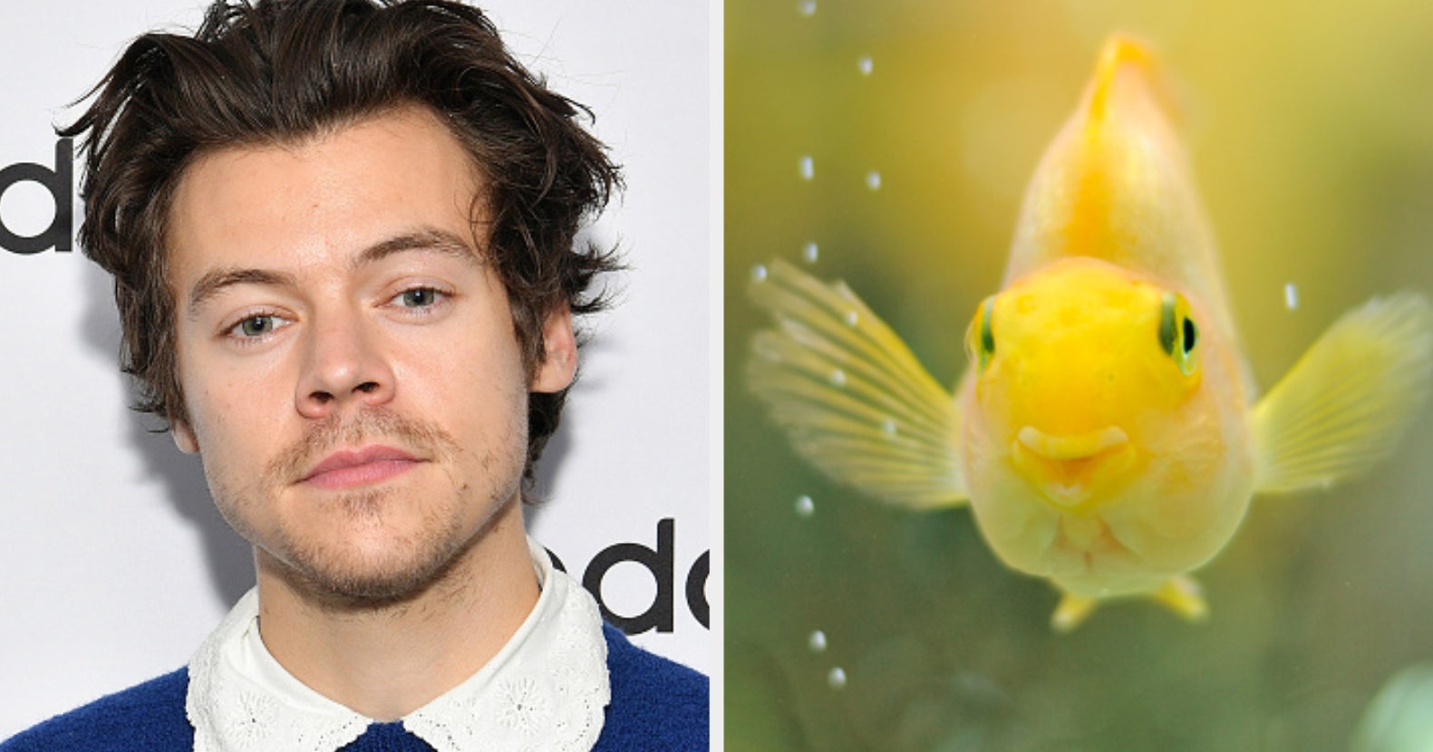 Harry Styles Fed A Fan's Fish After His Car Broke Down