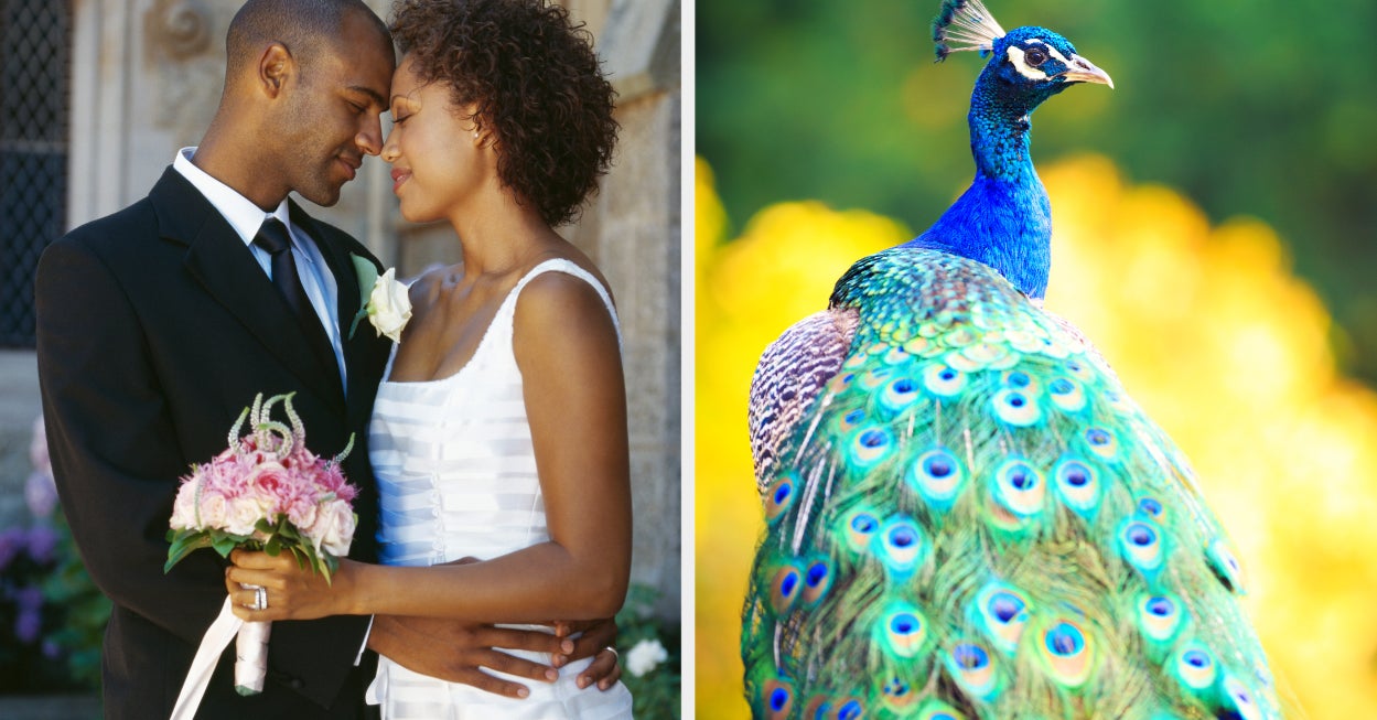 Plan A Wedding Reveal Bird Personality Quiz