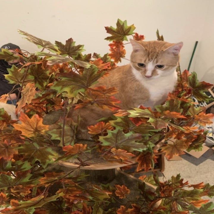 25 Pet Products From Amazon That Are Perfect For Fall