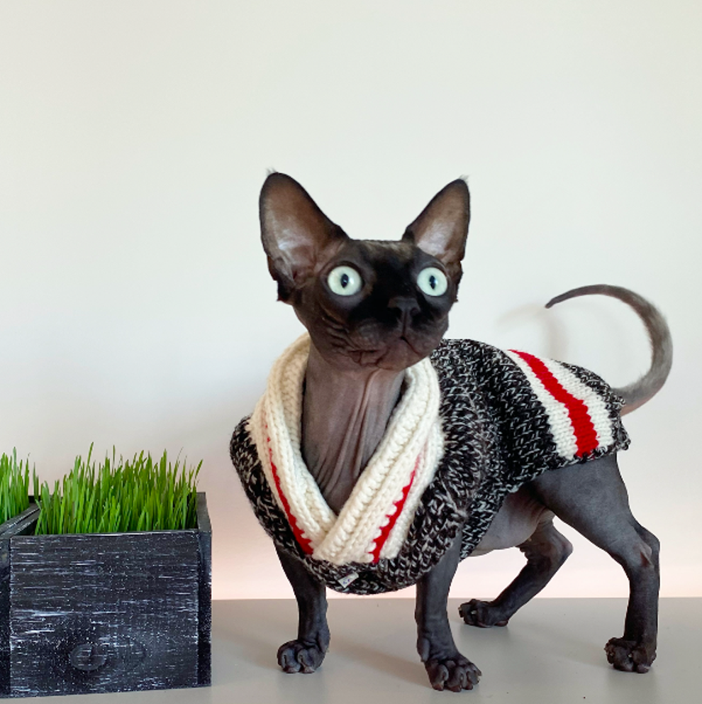 31 Cool And Unique Cat Products