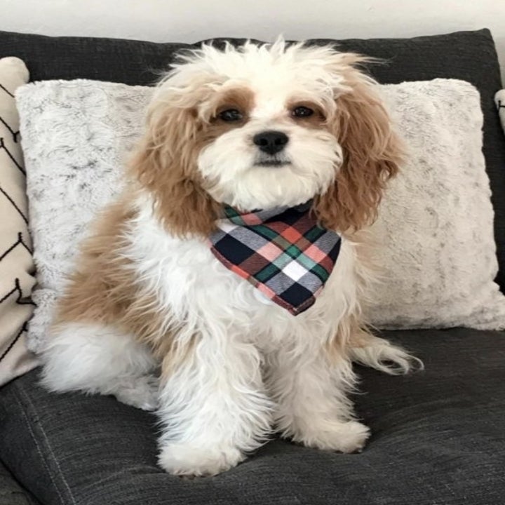 25 Pet Products From Amazon That Are Perfect For Fall