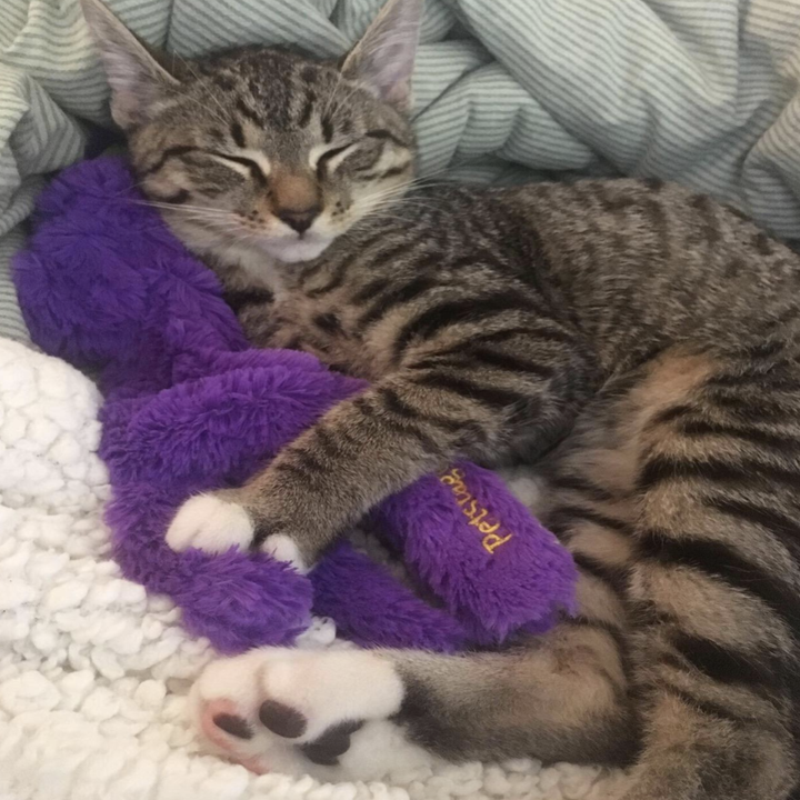 29 Problem-Solving Things From Amazon For Cats