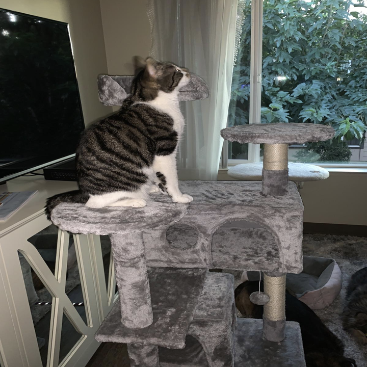 29 Problem-Solving Things From Amazon For Cats