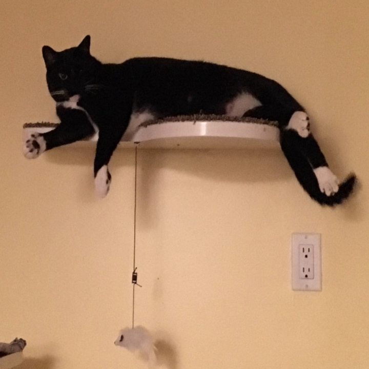 29 Problem-Solving Things From Amazon For Cats