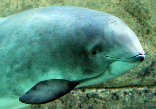 Can You Tell These Very Similar Looking Animals Apart?