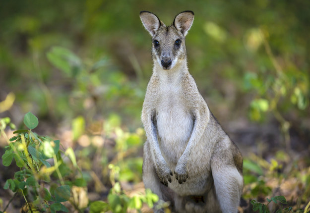 Can You Tell These Very Similar Looking Animals Apart?