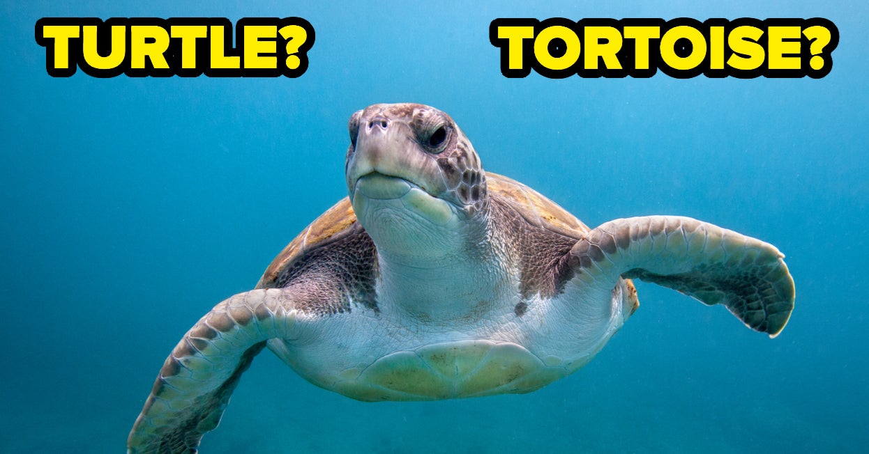 Can You Tell These Very Similar Looking Animals Apart?