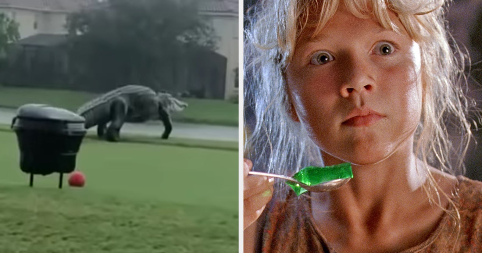 Giant Alligator Spotted In Florida