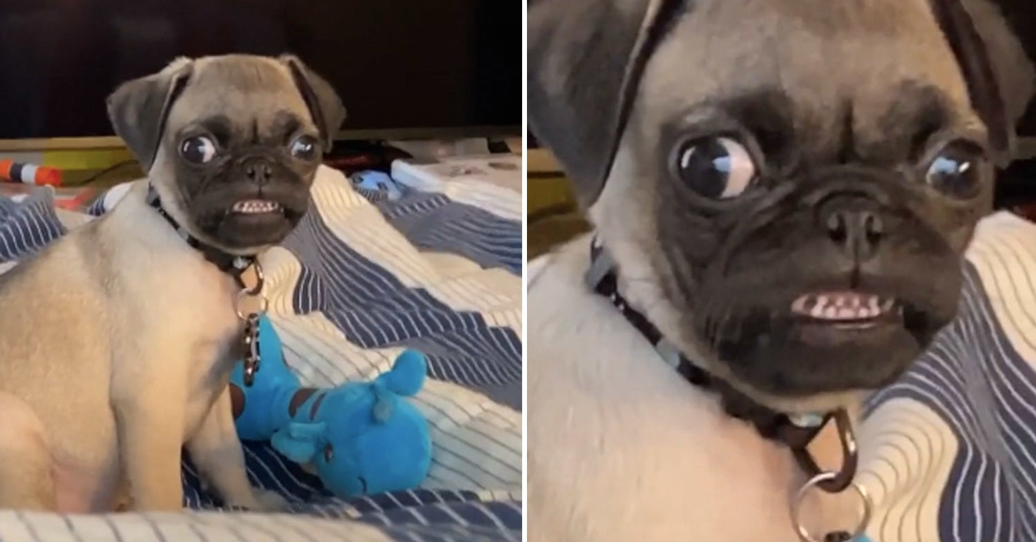 Dogs With Lips Stuck On Teeth | Lipstutorial.org
