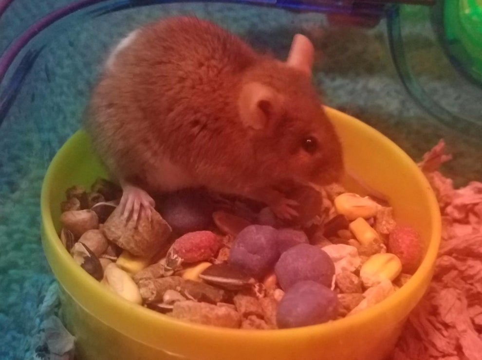 20 Amazon Rodent Products To Subscribe To