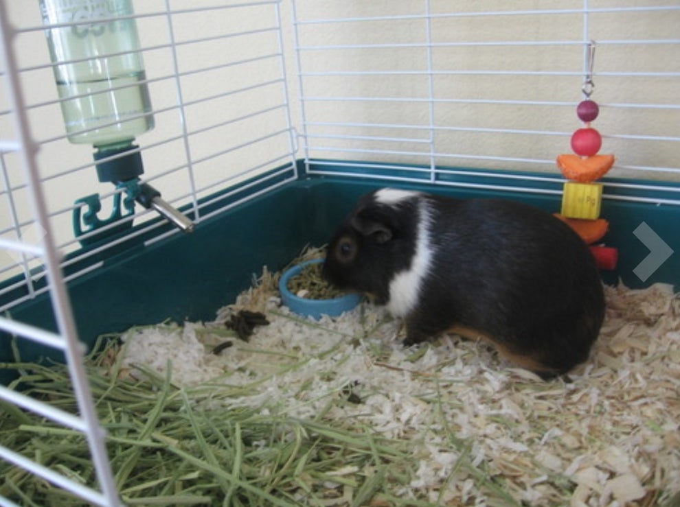 20 Amazon Rodent Products To Subscribe To