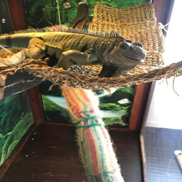 Amazon Products For Lizards