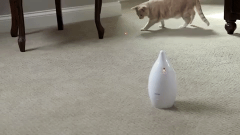 All The Best Early Black Friday Pets Deals At Amazon