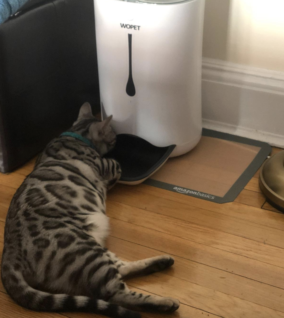 Use Things From Amazon For Cats And Cat Owners