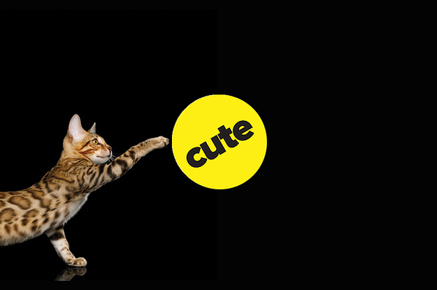 Only A Cat Expert Can Get 10/10 On This Cat Behavior Quiz