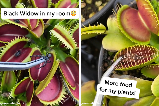 Watching These Carnivorous Plants Catch Insects Is So Mesmerizing