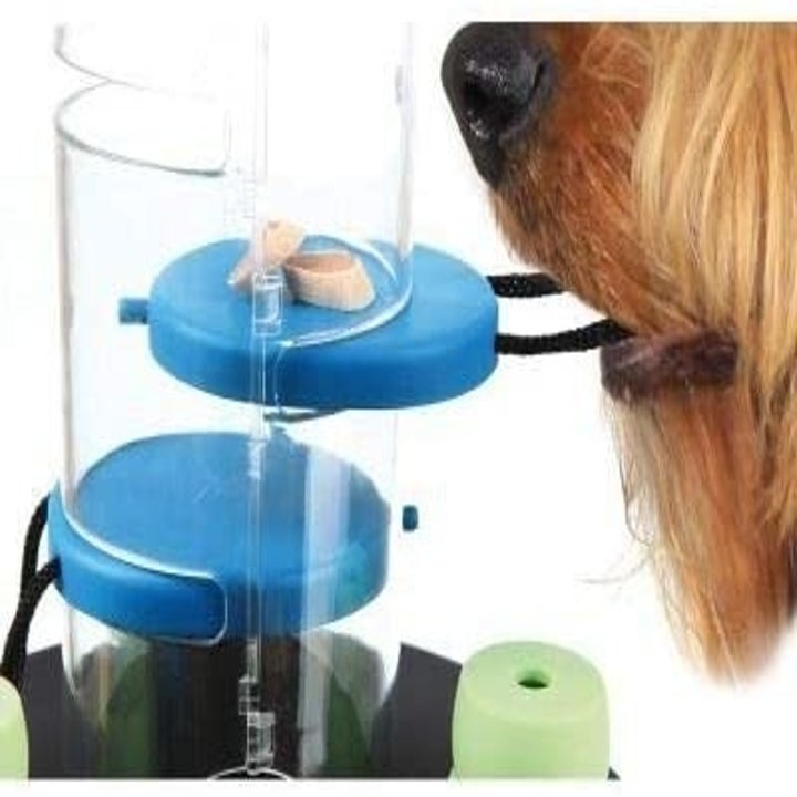 20 Pet Products That Owners Love So Much, They Left Over A Thousand Reviews