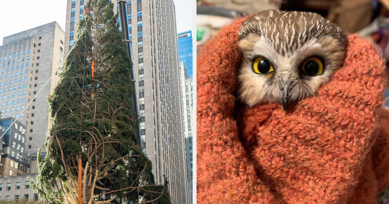 Reactions To Owl Rescued From Rockefeller Christmas Tree