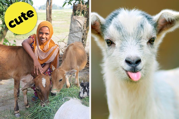Rate These Adorable Farm Animals And We’ll Tell You Which Holiday Gift ...