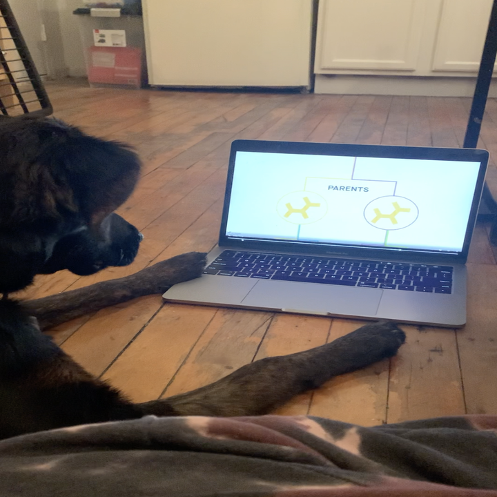 Results For Dog DNA Test Harrie