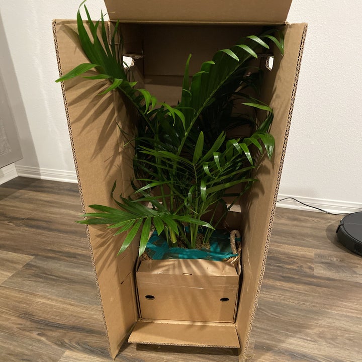 Here's What Buying A Live Plant Online Is Really Like