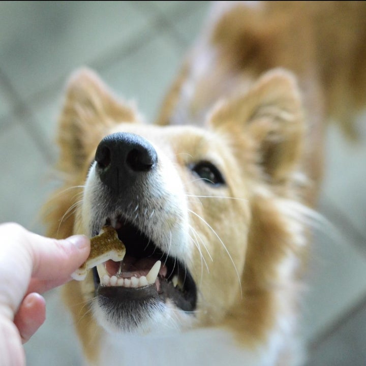 Just 22 Great Gifts For Your Dog You Can Get On Amazon
