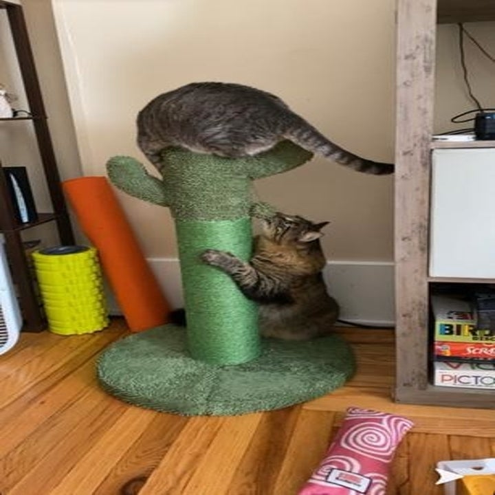 27 Of The Best Pet Gifts At Chewy