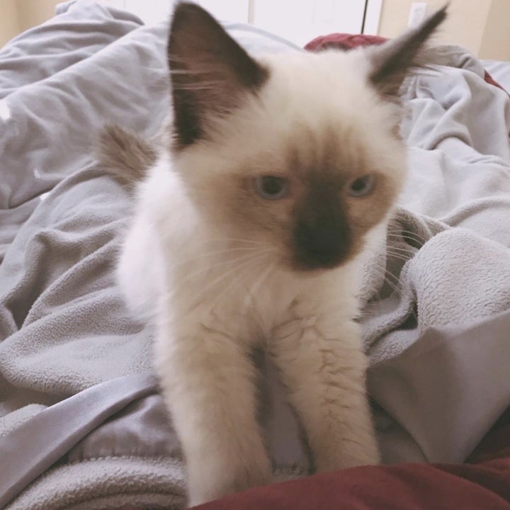 28 Best Amazon Cat Grooming Products To Keep Kitty Neat