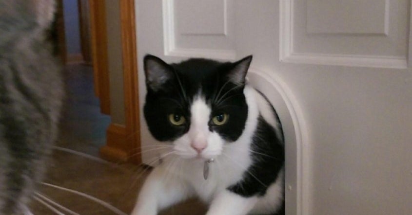 30 Things For Your Demanding Cat