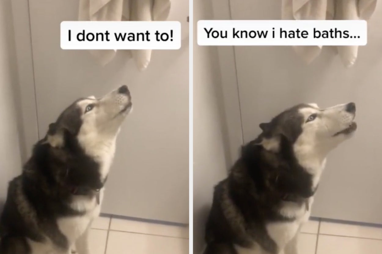 funny husky dramatic