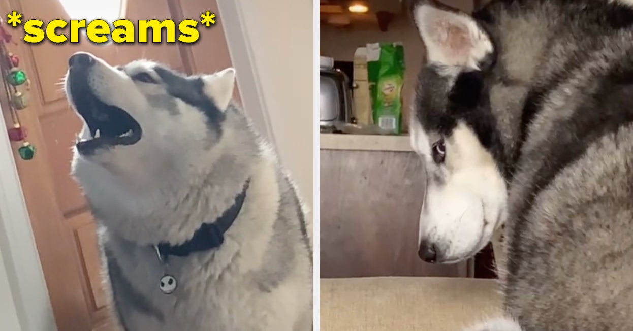 Huskies That Live For The Drama