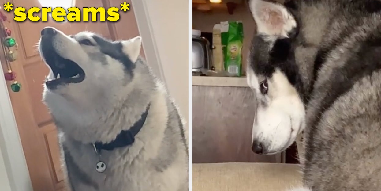 animals that are dramatic