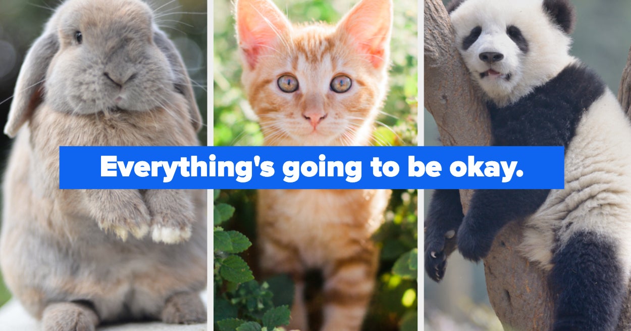 Choose 8 Adorable Animals And We'll Give You Some Words Of Encouragement