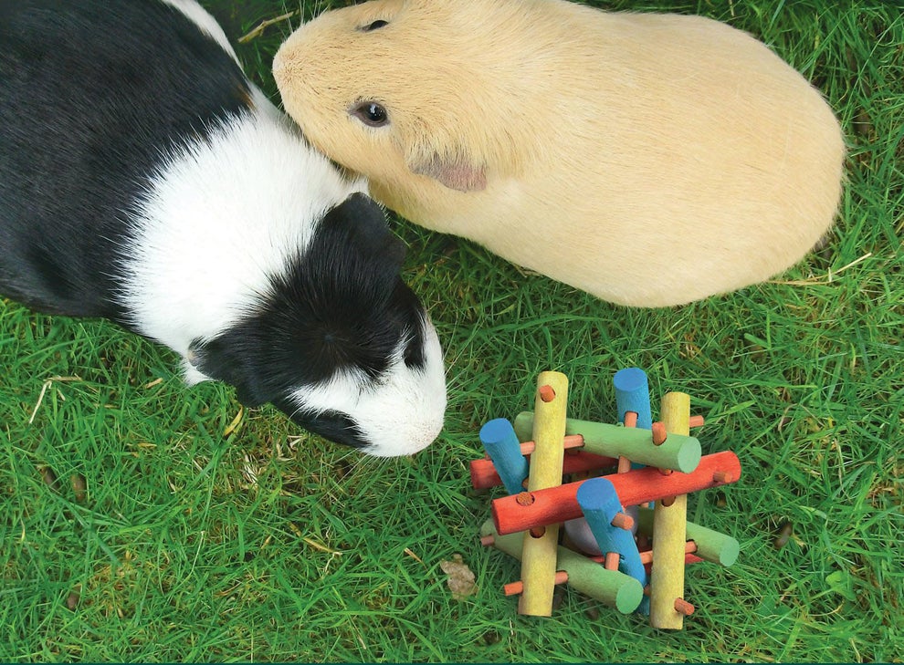 31 Things You Can Get On Sale At Chewy Right Now