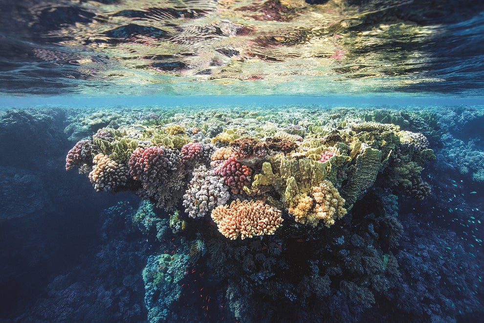 Underwater Photography Of Coral Triangle By Chris Leidy