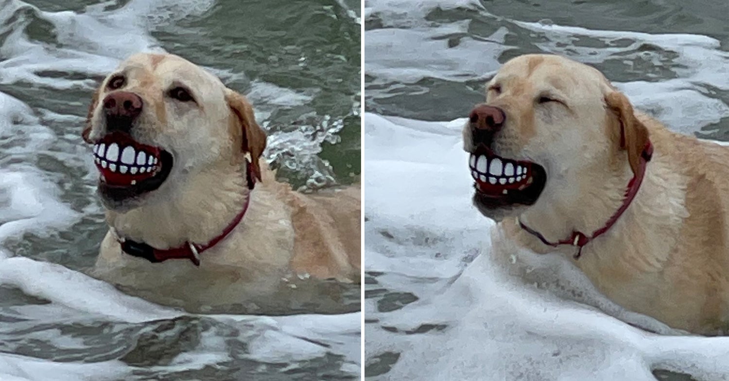 Best Viral Dog Tweets Of 2020