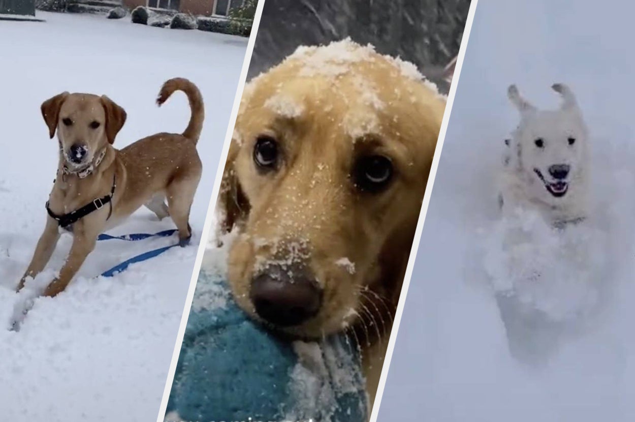 Dogs Experiencing Snow For The First Time This Year