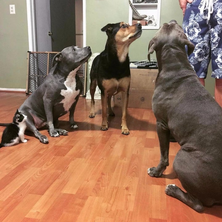 29 Amazon Pet Products That Are Practical And Exciting